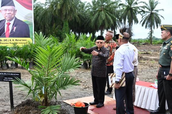 Wapres Ma Ruf Amin Minta Pembangunan Pabrik Kelapa Sawit Di Manokwari