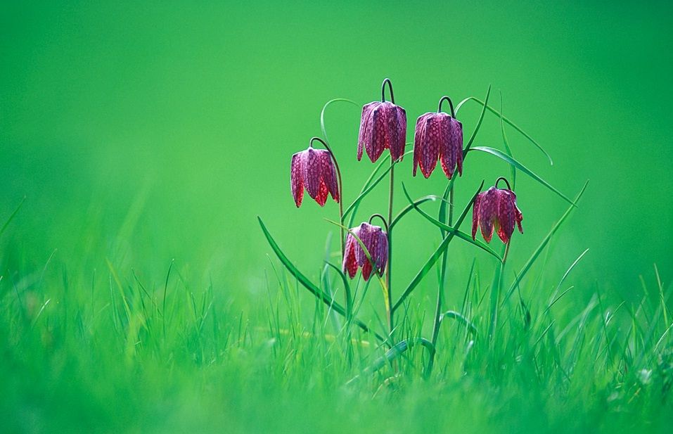 7 Taman Bunga Terindah di Dunia, Inggris Miliki Daffodils