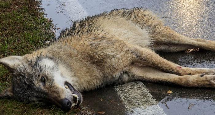 Berita Pembunuh Serigala Terkini dan Terbaru Hari Ini - iNews