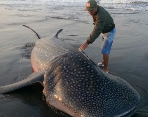 Hiu Tutul Terdampar di Pantai Parangkusumo Bantul Hiu Tutul Terdampar di Pantai Parangkusumo Bantul