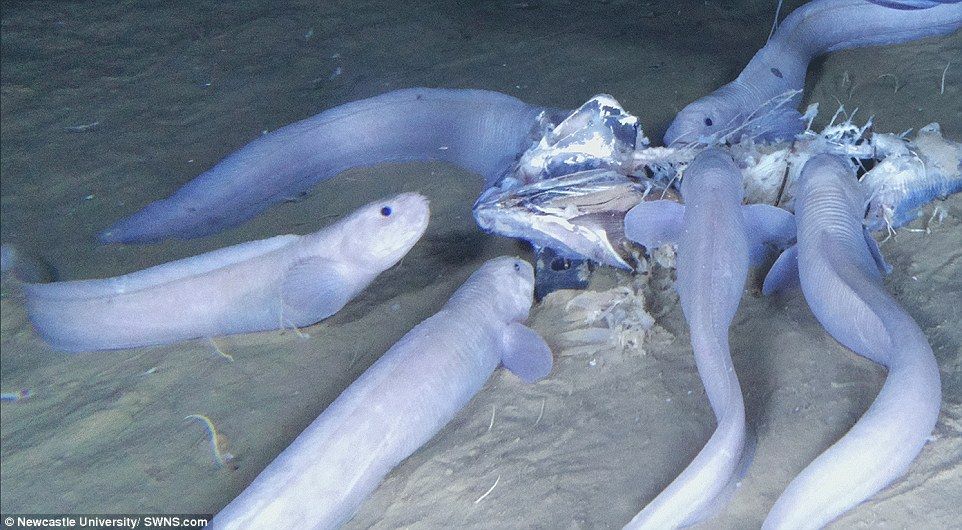 3 Spesies Ikan Baru Ditemukan di Dasar Samudera Pasifik