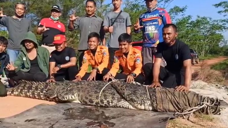 Warga Babel Kembali Tangkap Buaya Raksasa Berbobot 400 Kg Warga Babel Kembali Tangkap Buaya Raksasa Berbobot 400 Kg