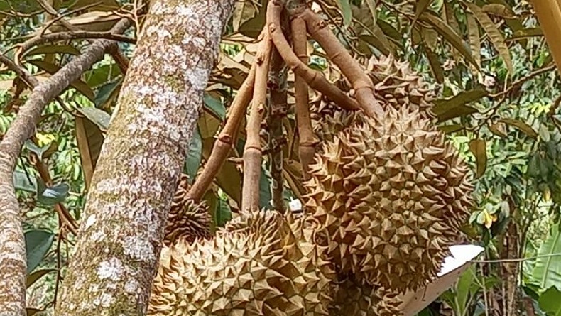 Rehabilitasi DAS Menoreh, PT Bharinto Ekatama Tanam 110.000 Tanaman ...