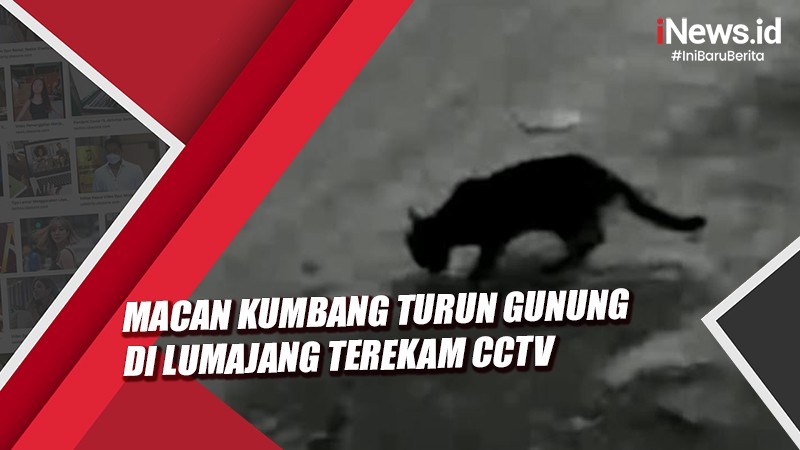 Terjerat Perangkap Babi, Macan Dahan di Agam Diselamatkan Warga Terjerat Perangkap Babi, Macan Dahan di Agam Diselamatkan Warga