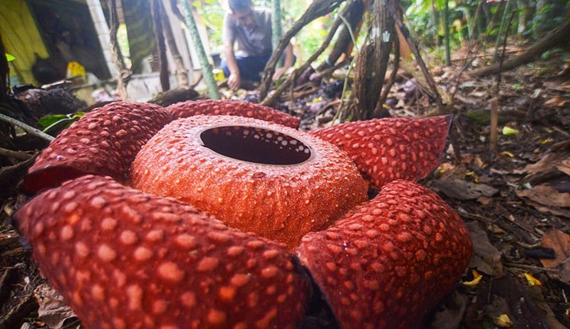 Bunga Rafflesia arnoldii Mekar di Hutan Lindung Agam, Ini Penampakannya ...