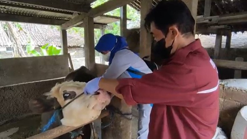 Polri Turun Tangan Awasi Penyakit Mulut dan Kuku Hewan Ternak pada Sapi