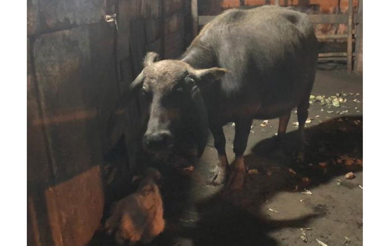 5 Keunikan Kebo Bule saat Kirab Malam 1 Suro, Nomor 4 Kotoran Kerbau ...