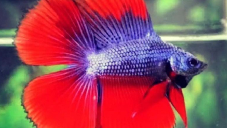 5 Ikan Cupang Termahal, Ada yang Seharga Rp25 Jutaan