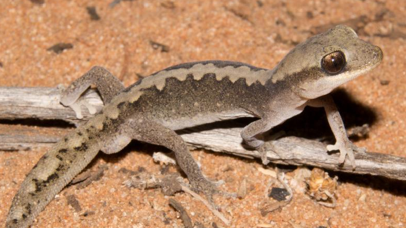 3 Jenis Tokek yang Paling Banyak Dicari dan Punya Harga Mahal, Disebut ...