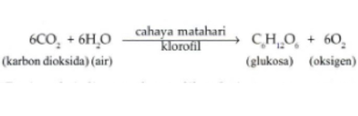 Fotosintesis: Pengertian, Proses, Rumus hingga Faktor yang ...