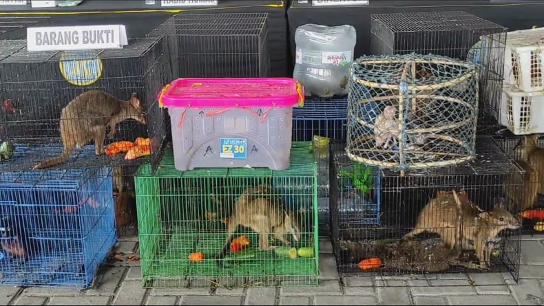 BBKSDA Gagalkan Penyelundupan 22 Satwa Dilindungi di Pelabuhan Sorong