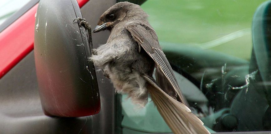 Mobil Terkena Kotoran Burung, Ini yang Harus Anda Lakukan