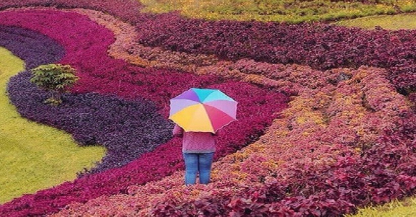 Jalan Vimala Hills, Taman Bunga Warna-warni yang Indah Mirip Keukenhof ... Jalan Vimala Hills, Taman Bunga Warna-warni yang Indah Mirip Keukenhof ...