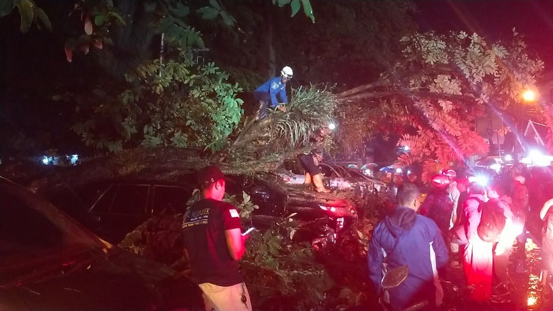 Hujan Deras dan Angin Kencang di Bogor, Pohon Tumbang Timpa 3 Mobil