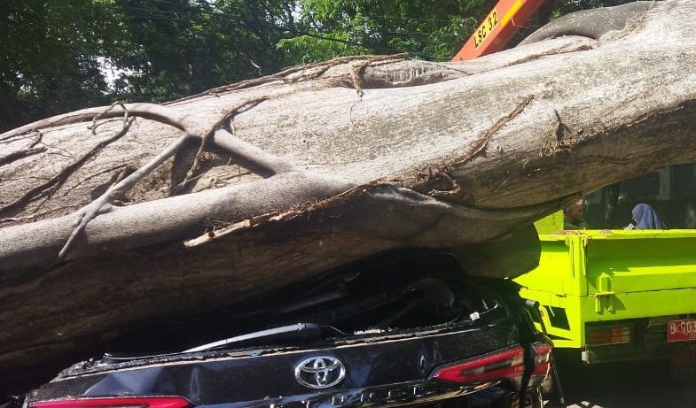 Heboh Pohon Raksasa Depan Rumah Prabowo Tumbang, Timpa Fortuner