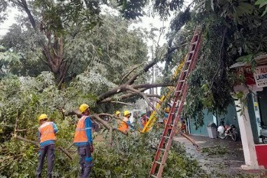 Pohon Raksasa di Tanah Baru Depok Tumbang Imbas Hujan Deras dan Angin Kencang