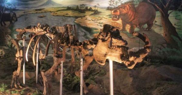 Wisata ke Solo, Lihat Koleksi Fosil Manusia Purba Berumur Jutaan Tahun