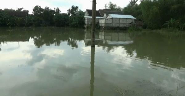 Sungai Bengawan Solo Meluap, Ratusan Hektare Padi Terendam Banjir
