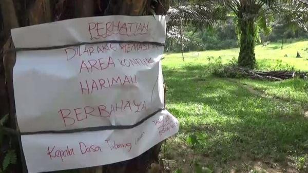 Harimau Berkeliaran dan Mangsa Ternak Sapi, Warga Langkat Resah Harimau Berkeliaran dan Mangsa Ternak Sapi, Warga Langkat Resah