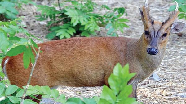 Kijang Liar Masuk ke Permukiman Warga di Kulonprogo, Diduga Kelaparan
