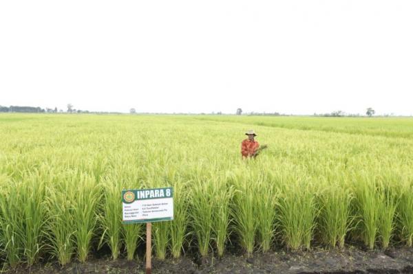 Optimasi Lahan Rawa Tahun Ini Capai 500.000 Hektare