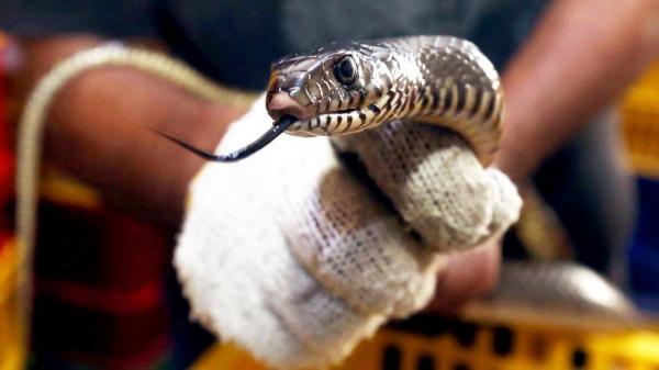 Indonesia Ekspor 70.000 Ekor Ular ke China Tiap Tahun