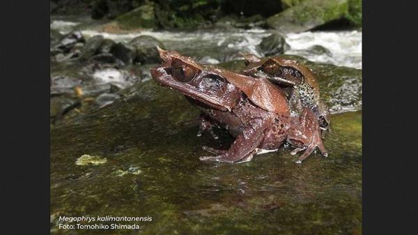 Spesies Baru Katak Tanduk dari Hutan Kalimantan Ditemukan Peneliti