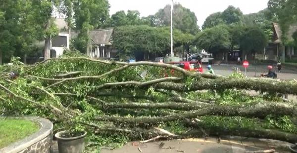 Angin Kencang, Pohon Setinggi 20 Meter Ambruk di Parkiran ITB Angin Kencang, Pohon Setinggi 20 Meter Ambruk di Parkiran ITB
