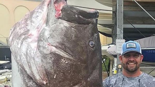 Nelayan di AS Tangkap Ikan Kerapu Tertua Berusia 50 Tahun, Beratnya 160 Kg
