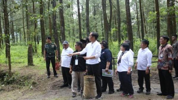 Jokowi Lepas Sepasang Elang Jawa di Taman Nasional Gunung Merapi