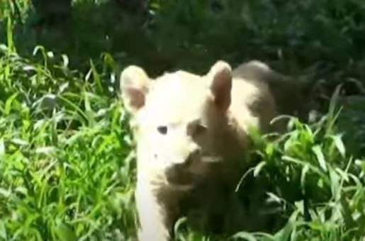 Video Kelahiran Gisel, Bayi Singa Putih di Taman Safari Prigen Pasuruan