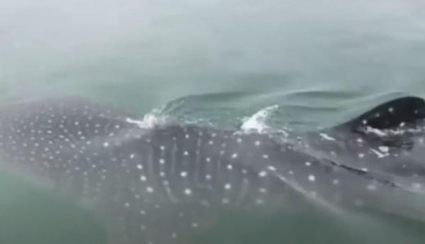 Kawanan Hiu Tutul Kembali Muncul di Area Wisata Kum Kum Probolinggo