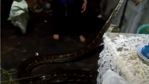 Ngeri, Ular Piton 6 Meter Mangsa Anjing Hidup-Hidup dalam Rumah Warga ... Ngeri, Ular Piton 6 Meter Mangsa Anjing Hidup-Hidup dalam Rumah Warga ...