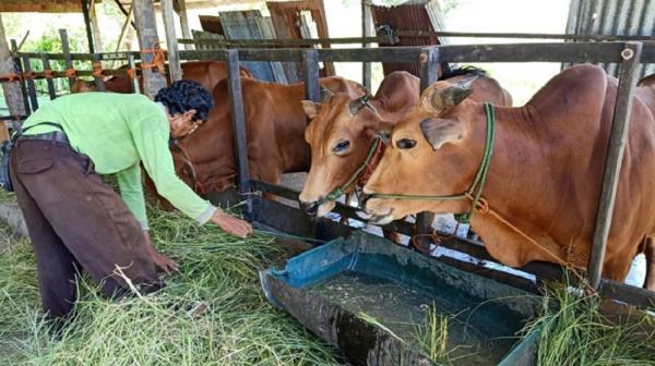 Kementan Pastikan Stok Hewan Kurban untuk Idul Adha Aman, Tak ... Kementan Pastikan Stok Hewan Kurban untuk Idul Adha Aman, Tak ...