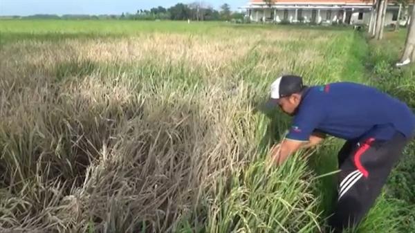 Gagal Panen akibat Serangan Hama Wereng, Petani di Banyuasin Gigit Jari