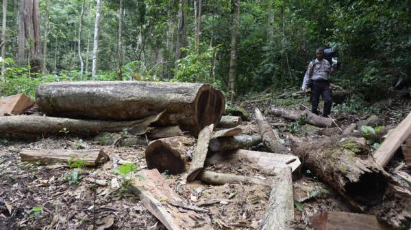 Sepanjang 2021 Polisi Hutan Kalbar Ungkap 14 Kasus Tindak Pidana Kehutanan