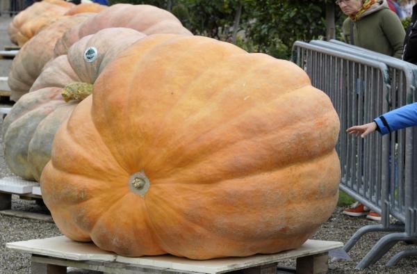 Pria Lebanon Panen Labu Raksasa Seberat 341 Kg, Diklaim Terbesar di ...