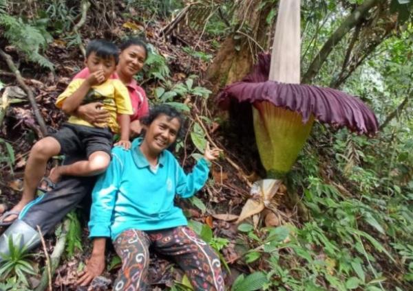 Bunga Bangkai Raksasa Mekar di Kebun Pinang Milik Warga Agam