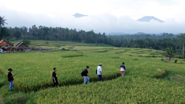 Pemkab Bangka Sulap 573,5 Hektare Lahan Bekas Tambang Timah Jadi Sawah