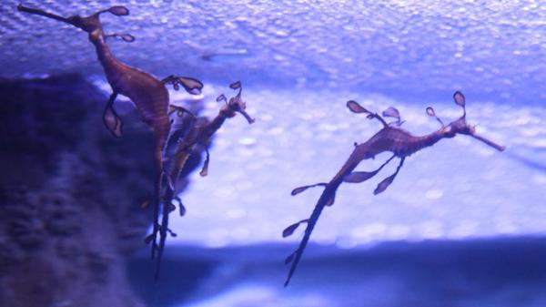 Penampakan Naga Laut, Koleksi Baru Jakarta Aquarium dan Safari