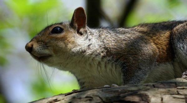 Inggris Bakal Gunakan Alat Kontrasepsi untuk Kendalikan Populasi Tupai