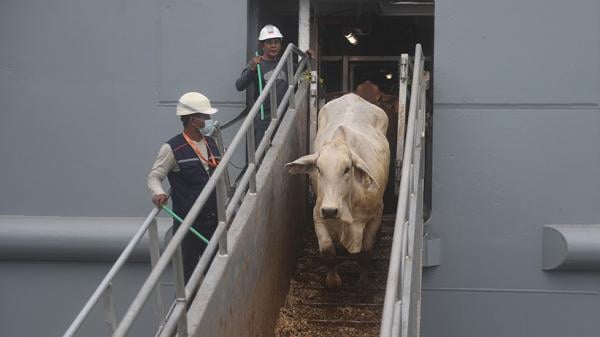 Tak Pakai APBN, Pemerintah Impor Sapi Hidup hingga 150.000 Ekor Tahun Ini