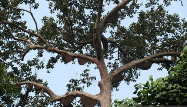 Pohon Sialang Ditetapkan sebagai Flora Dilindungi, Ini Sanksi bagi yang ...