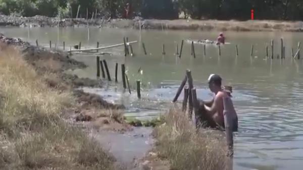 Video Ratusan Hektare Tambak Ikan Tenggelam di Sidoarjo akibat Banjir Rob