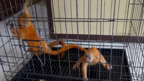 Bukan Dipelihara, 2 Ekor Simpai Ini Diserahkan Petani Pasaman ke KSDA