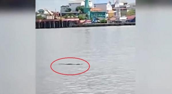 Kemunculan Buaya di Sungai Mentaya Teror Warga Sampit Kemunculan Buaya di Sungai Mentaya Teror Warga Sampit