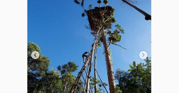 Mengenal Suku Korowai, hingga Kini Masih Tinggal di Rumah Pohon Setinggi 50 Meter - Bagian All