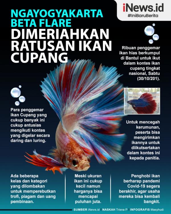Infografis Kontes Ngayogyakarta Beta Flare Dimeriahkan Ratusan Ikan Cupang
