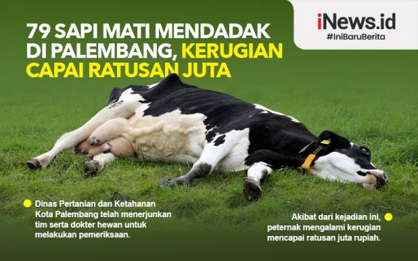 Infografis 79 Sapi Mati Mendadak di Palembang