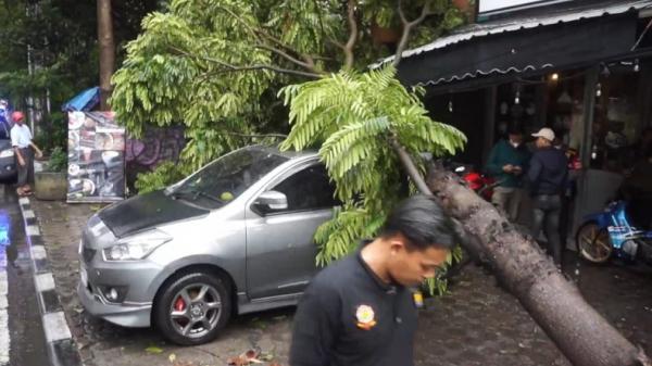 Pohon Tumbang Timpa Mobil di Bandung akibat Diterpa Hujan Deras dan Angin Kencang